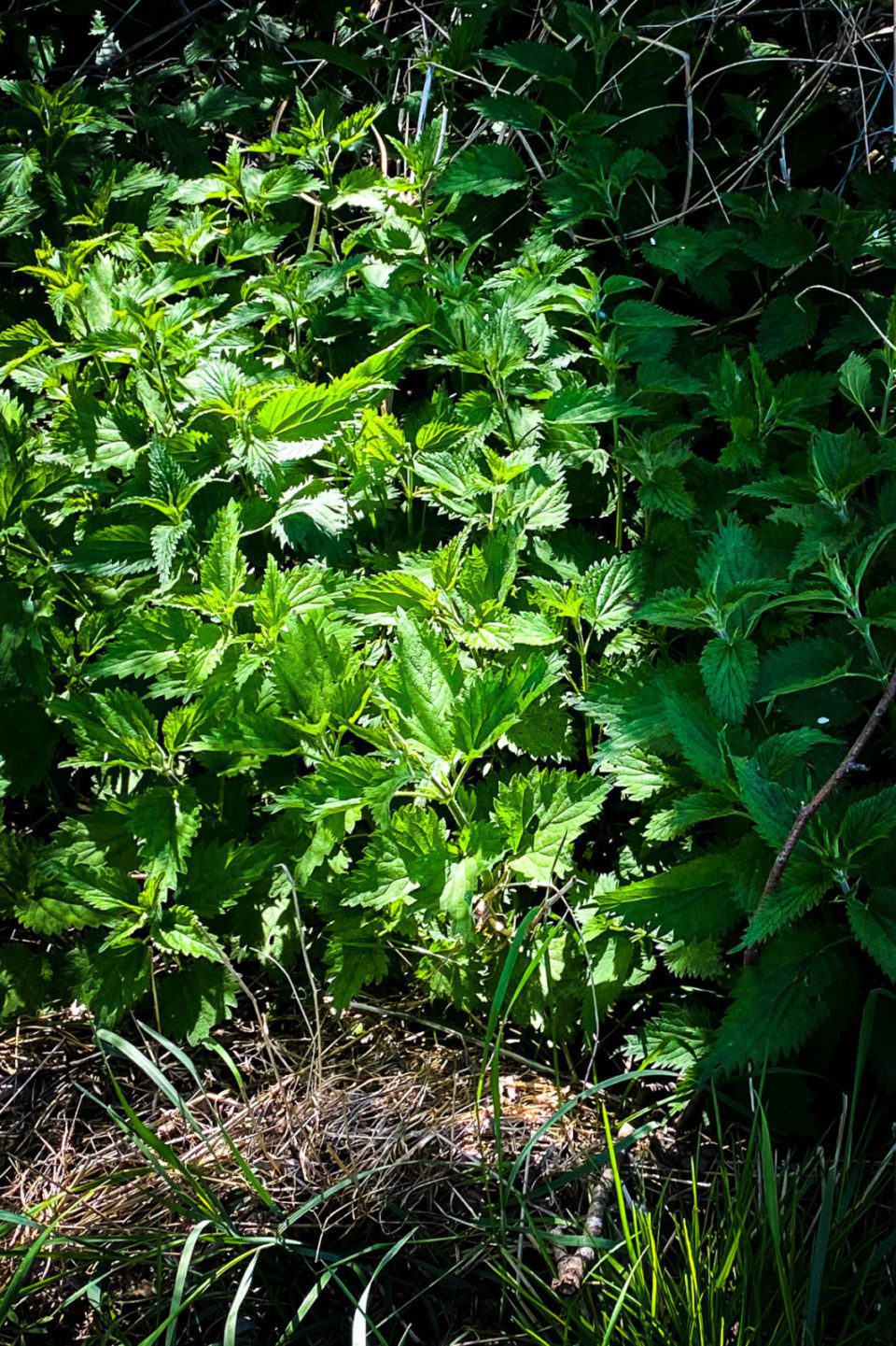 Creamy wild nettle soup with garlic and spicy granola - healthy and ...